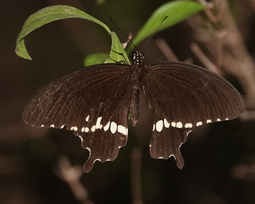 Observations by sagarika_chen · iNaturalist