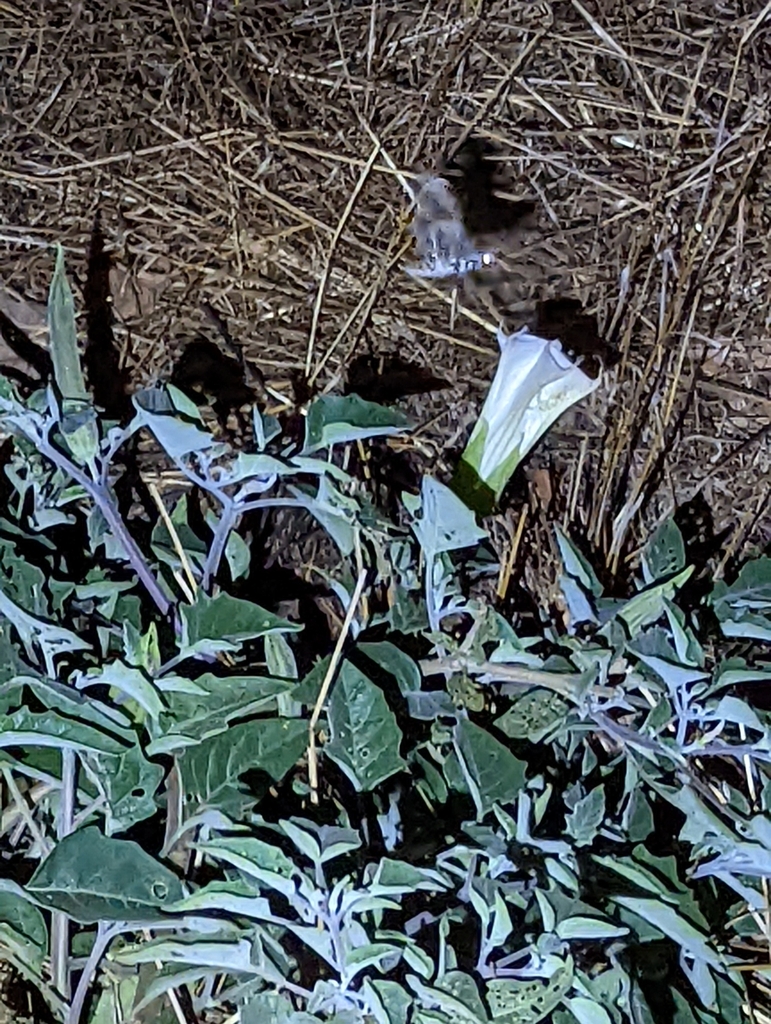 Sacred Datura from Jamul, CA, USA on September 16, 2022 at 07:24 PM by ...