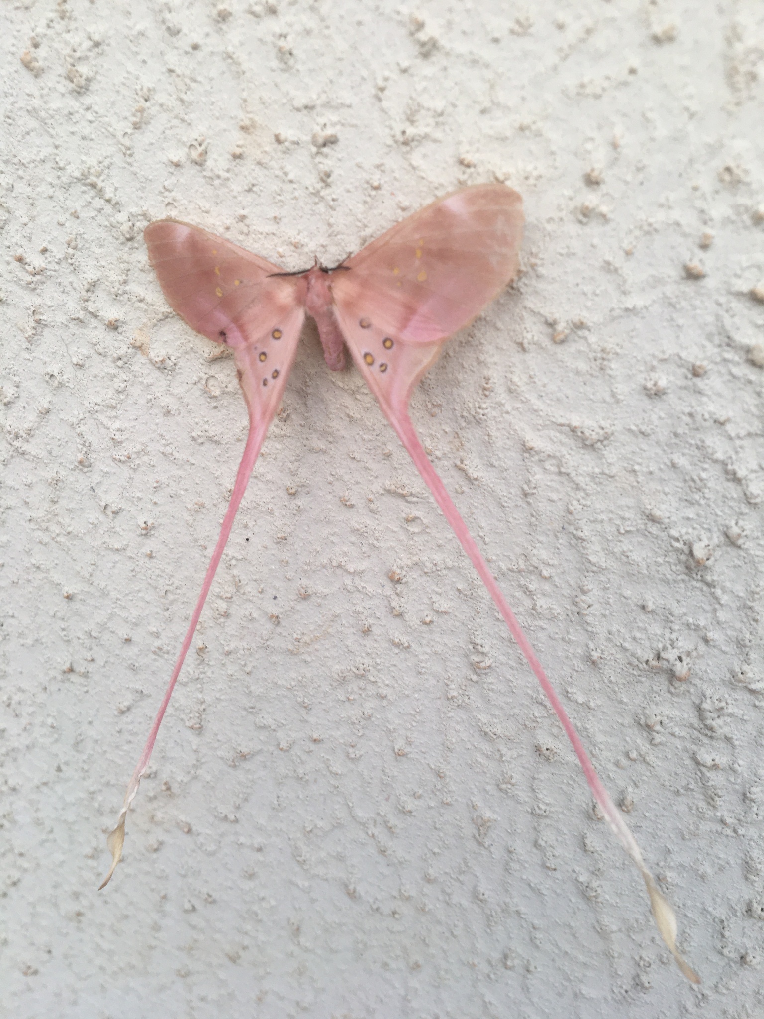 Eudaemonia argus Fabricius, 1781