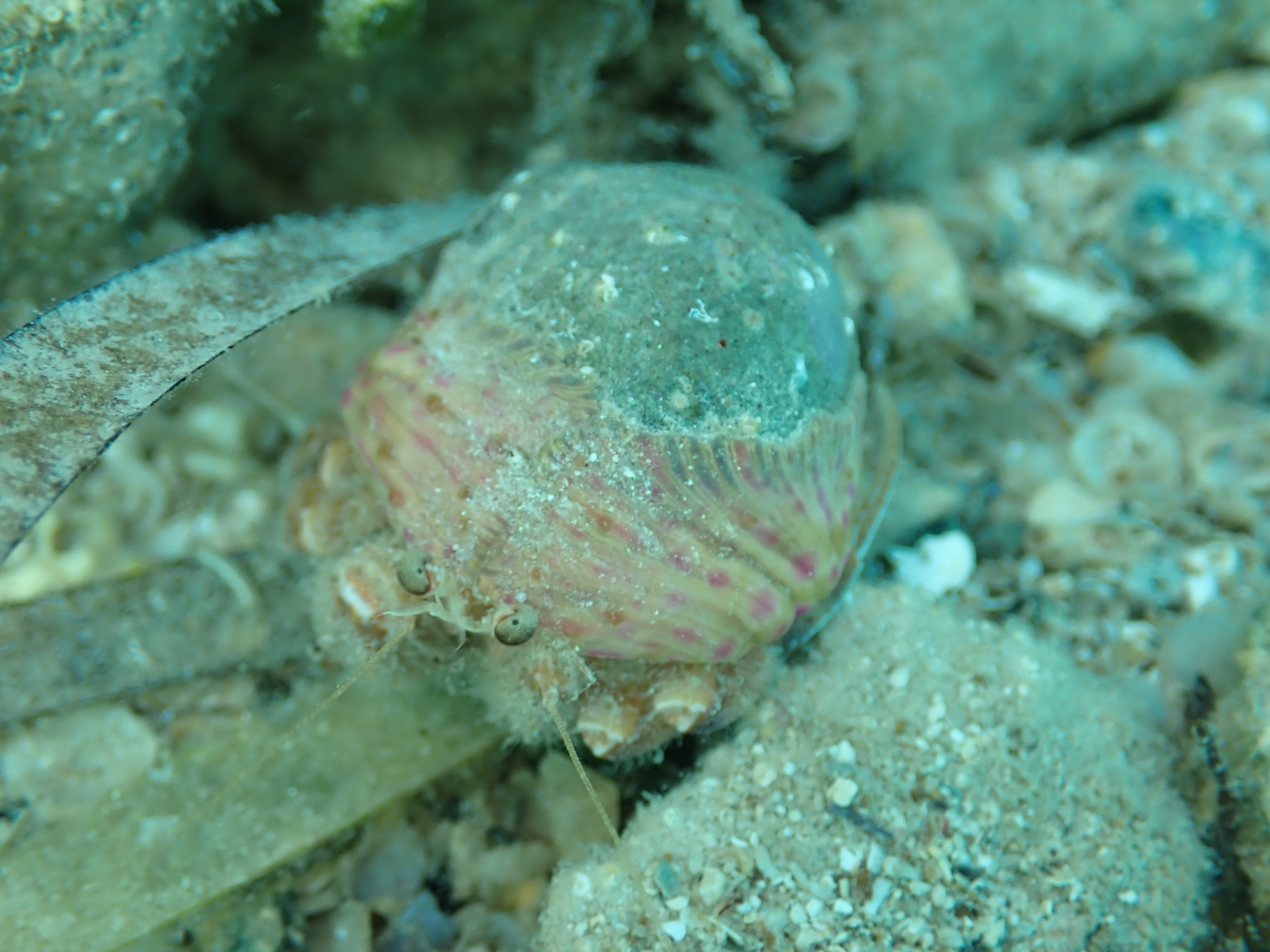 Adamsia palliata (Fabricius, 1779)