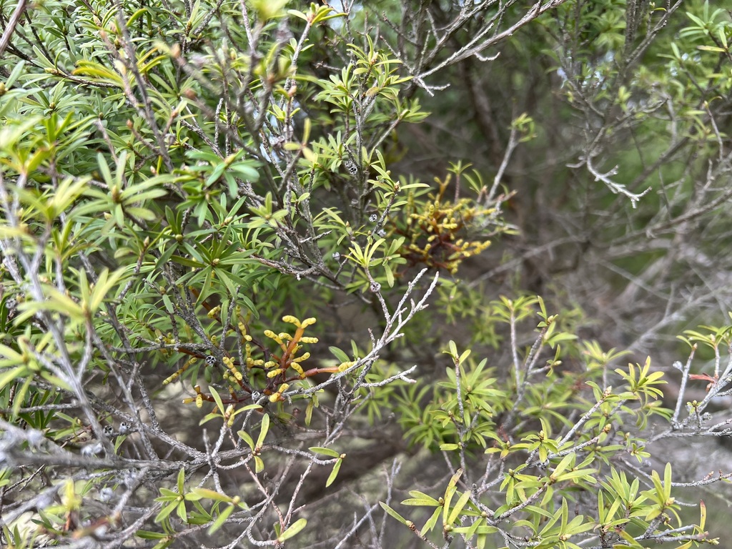 Korthalsella salicornioides from Oxley Crescent Broad Bay on September ...
