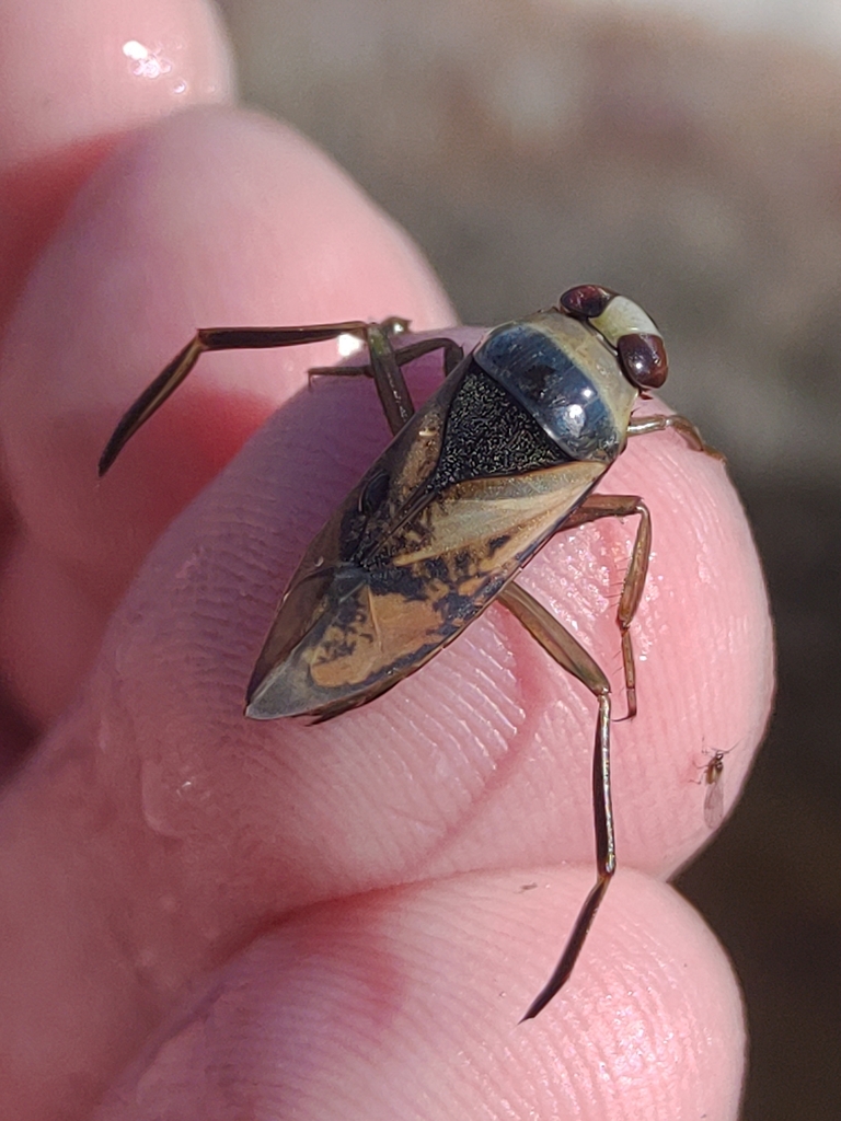 Eurasian Greater Water Boatman from Хлевное, Липецкая обл., Россия ...