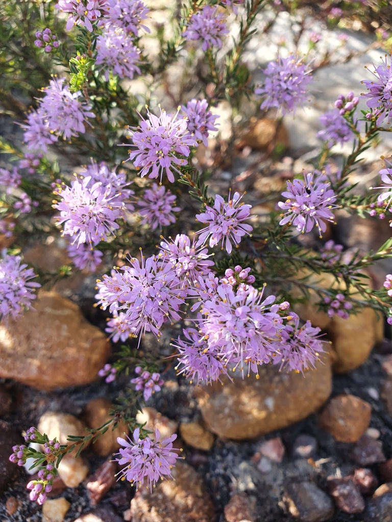 Desert Buchu from Eden, ZA-WC, ZA on August 27, 2022 at 09:44 AM by ...