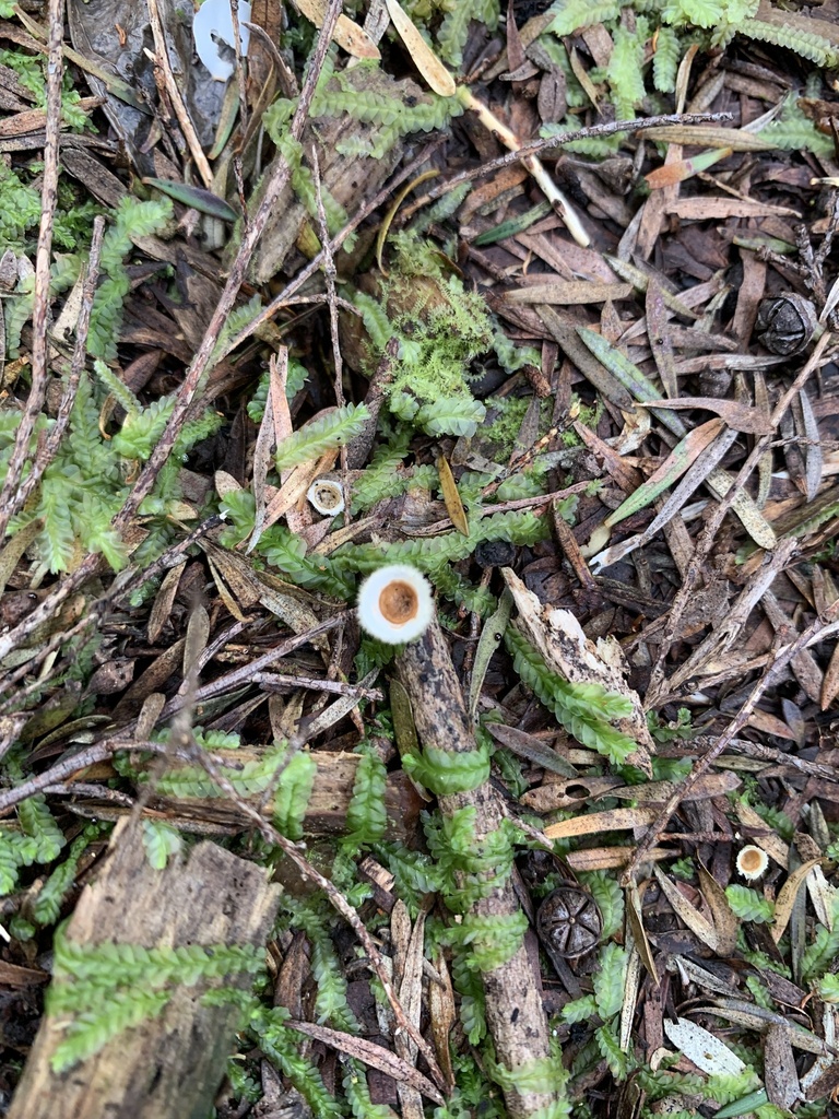 Nidula from North Island, Matakana, Auckland, NZ on September 17, 2022 ...