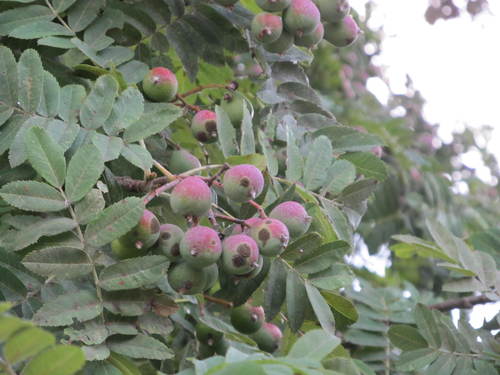 Genus Cormus · iNaturalist