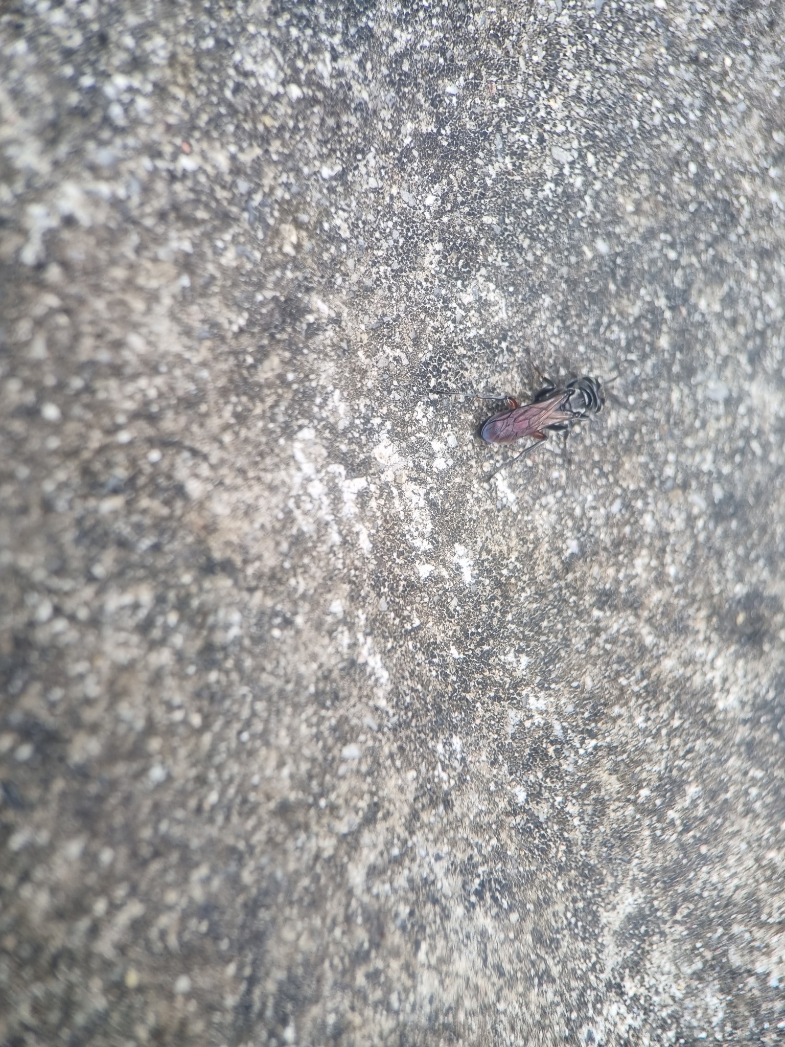 Liris subtessellatus (F.Smith, 1856)