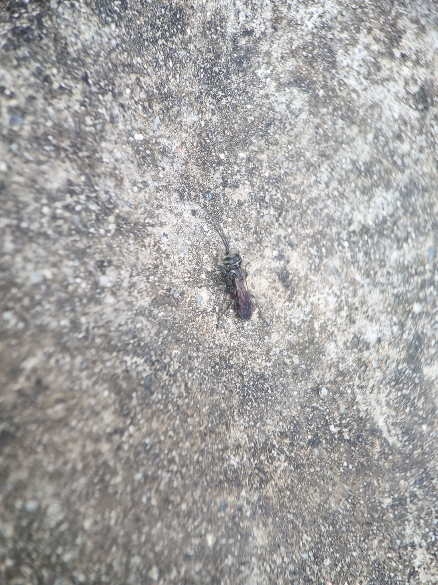 Liris subtessellatus (F.Smith, 1856)