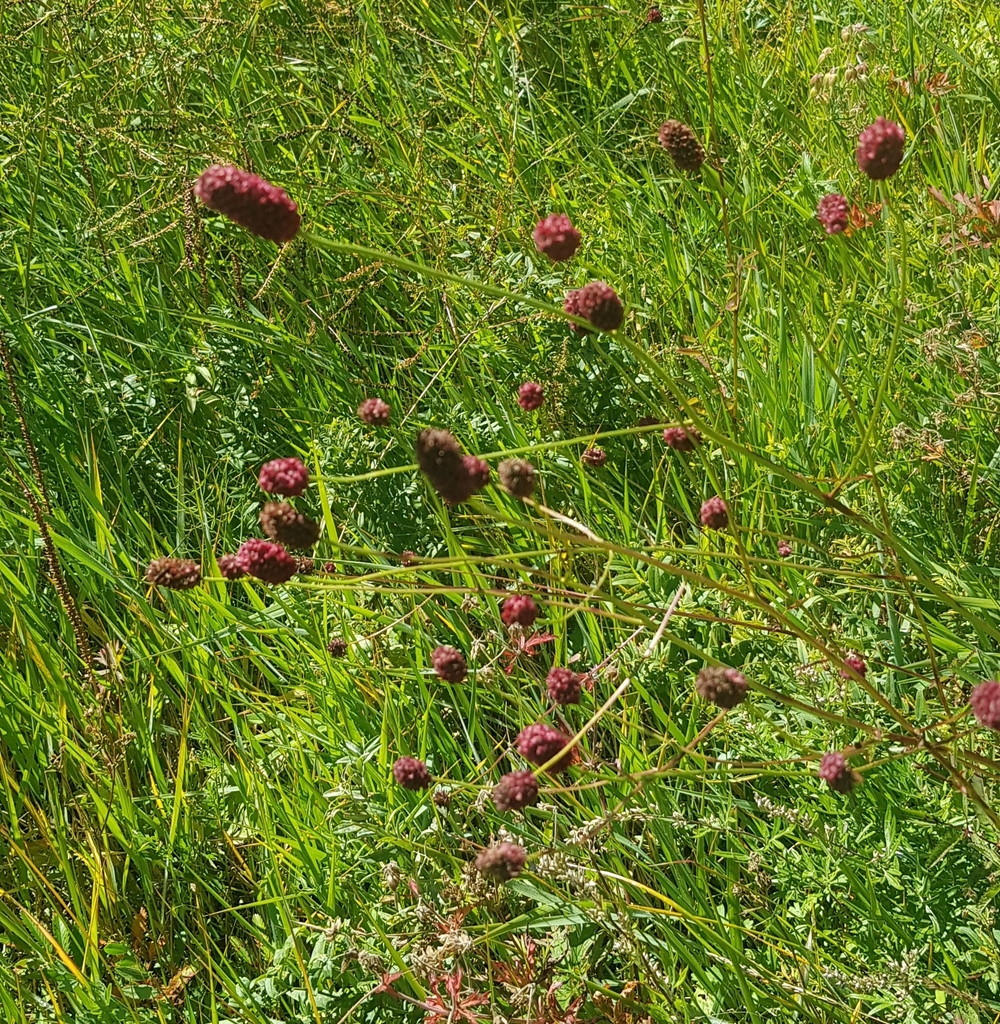 Great burnet from Bayan-Adarga, Mongolia on August 30, 2022 at 11:47 AM ...