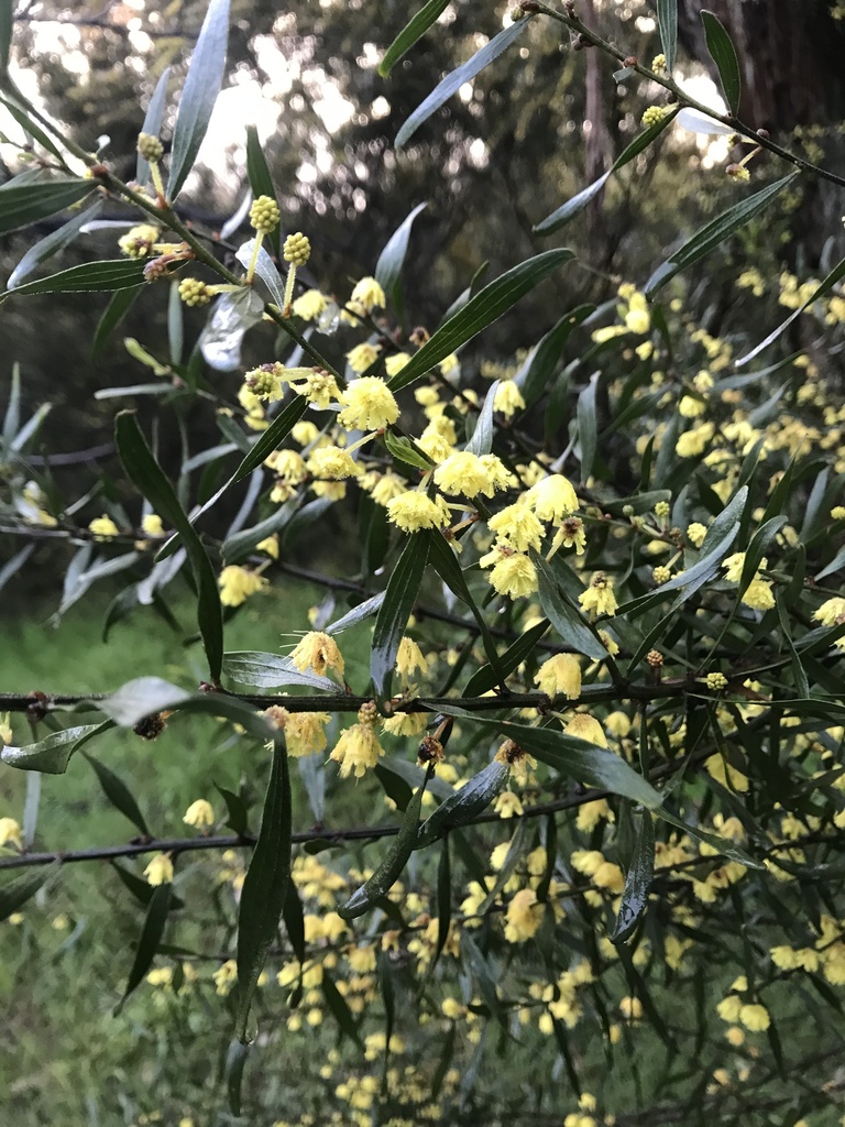 Varnish Wattle from Fotheringham Reserve, Dandenong, VIC, AU on ...