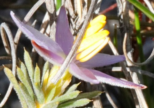 Calectasia hispida · iNaturalist