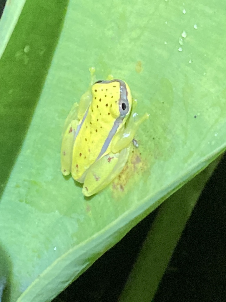 Red-skirted Tree Frog from La Joya De Los S, Orellana, EC on September ...