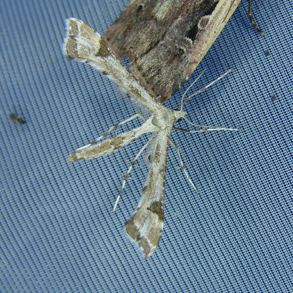 Triangle Plume Moth from 82441 Ohlstadt, Deutschland on May 23, 2009 at ...