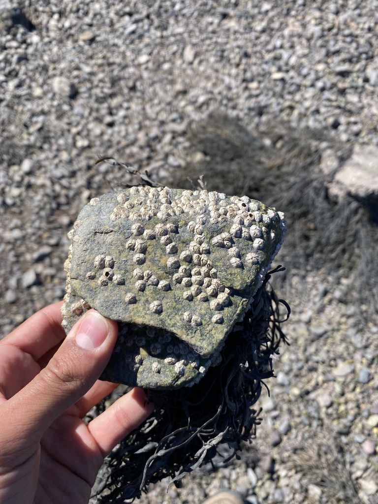 Northern Acorn Barnacle from Blacks Harbour, Blacks Harbour, NB, CA on ...