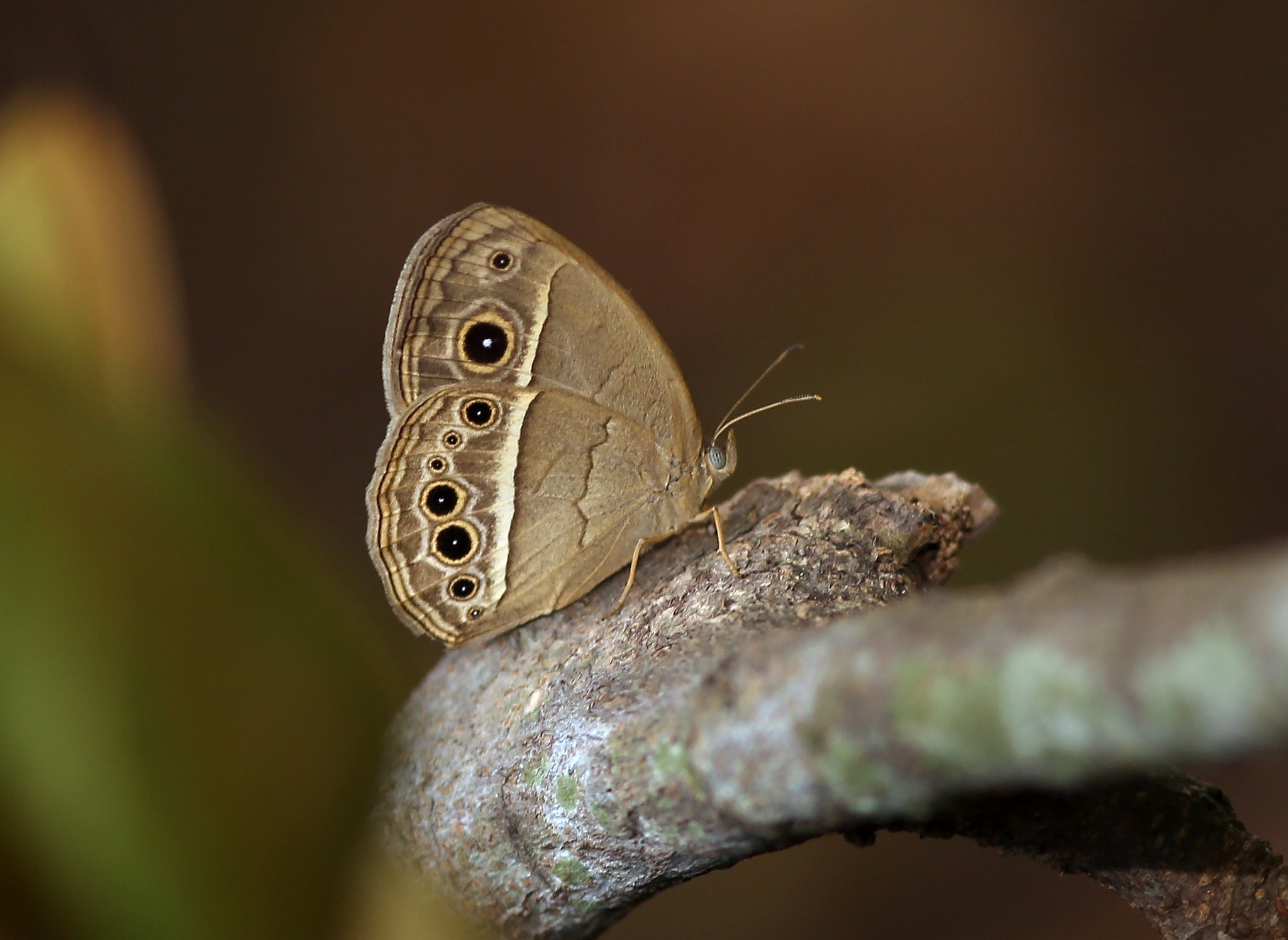 Mycalesis mineus mineus