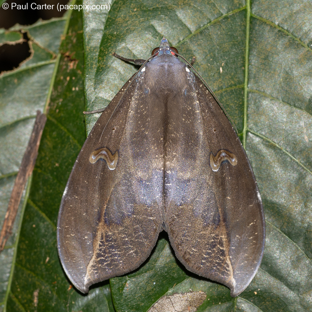 Phyllodes consobrina from Kathu, Kathu District, Phuket, Thailand on ...