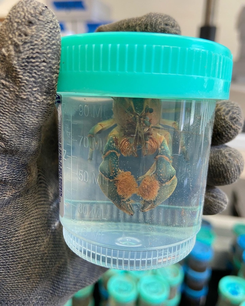 Jackson Prairie Crayfish from Emelle, AL, US on June 15, 2022 at 08:36 ...