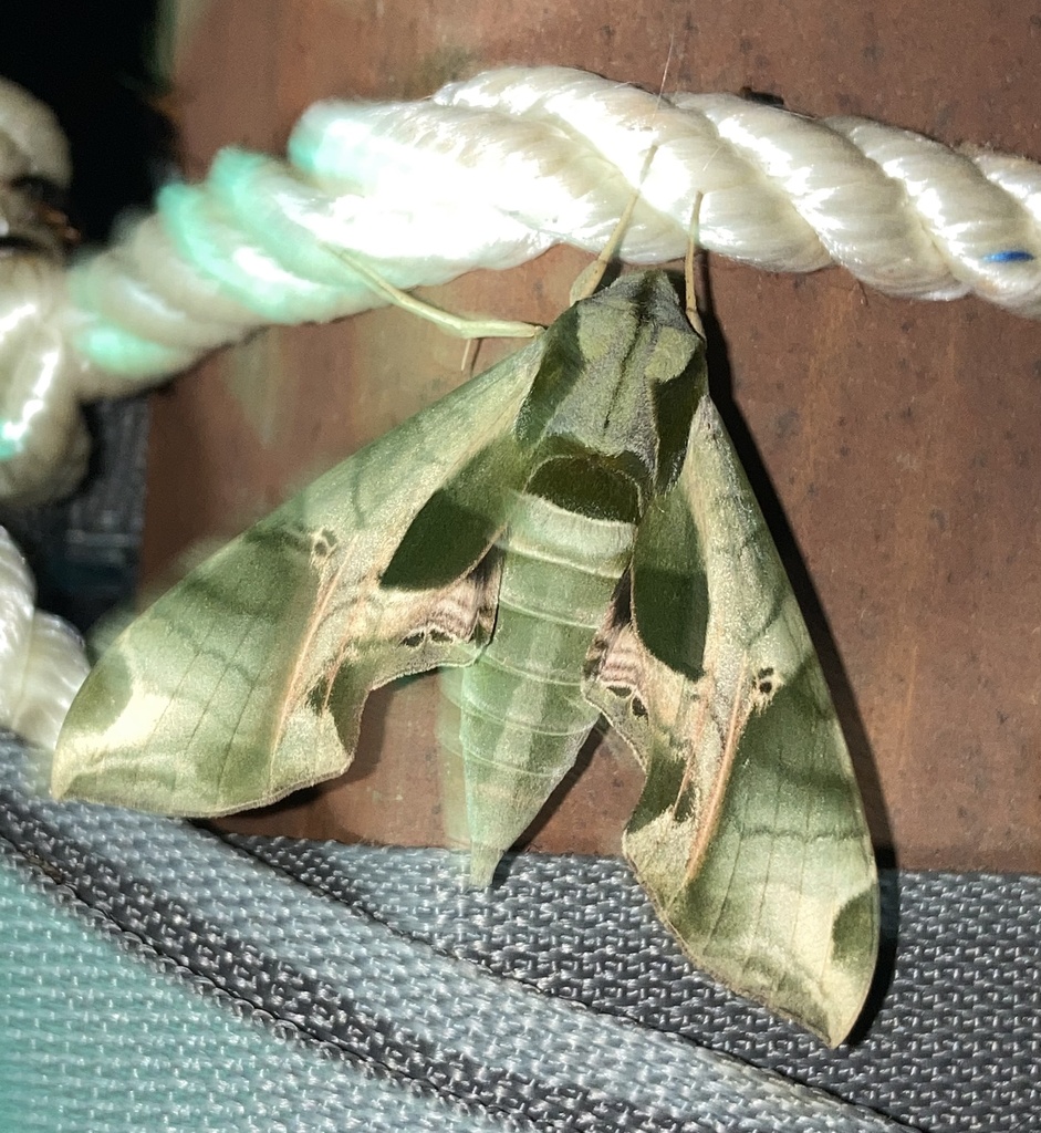 Pandorus Sphinx from FM-79, Telephone, TX, US on September 17, 2022 at ...