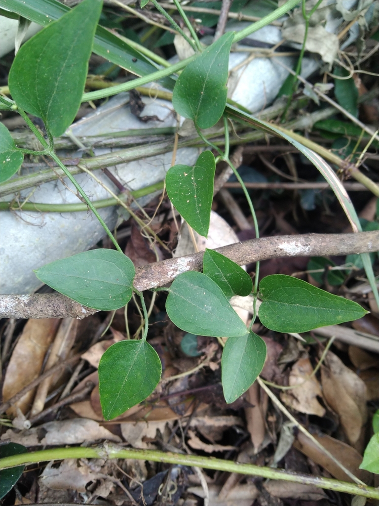 Chinese clematis (Clematis chinensis) - Botanical Realm