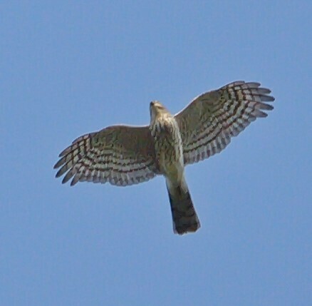 Sharp-shinned Hawk from Northeast Washington, Washington, DC, USA on ...