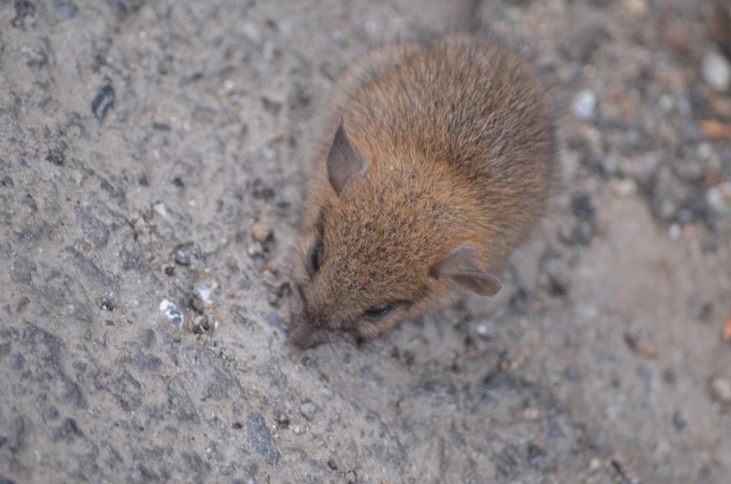 Western Deer Mouse from Galiano Island, BC V0N, Canada on September 1 ...