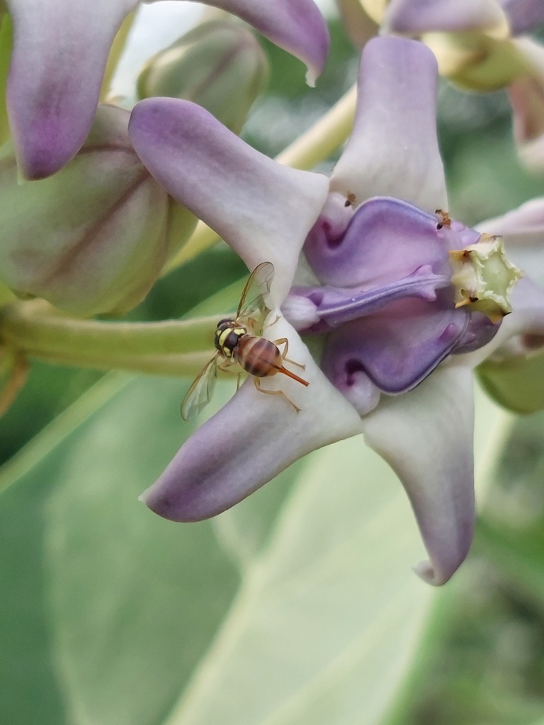 Dacus persicus from Panguru, Andhra Pradesh, India on September 17 ...