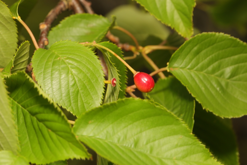 Japanese Cherry from Beaumaris Castle grounds, Beaumaris, Anglesey ...