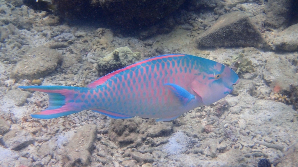 Bluebarred Parrotfish (Heron Island Fish) · iNaturalist