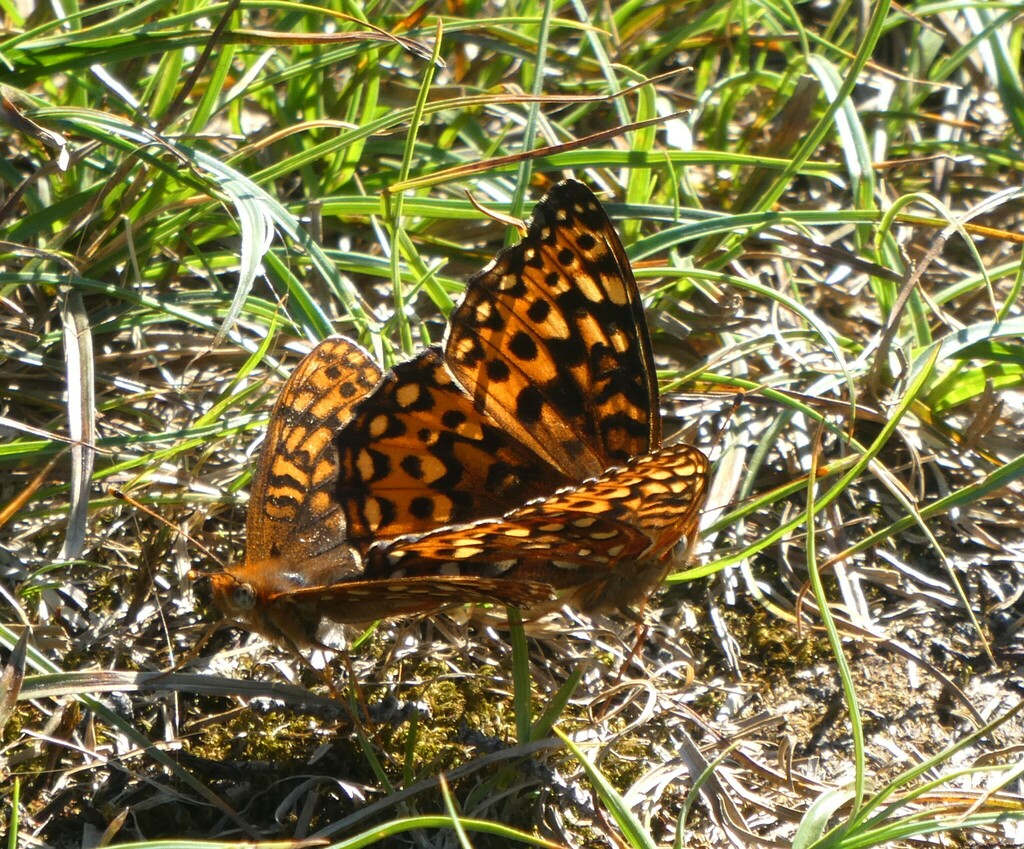 Hydaspe Fritillary from Chain Lakes, Washington 98224, USA on September ...
