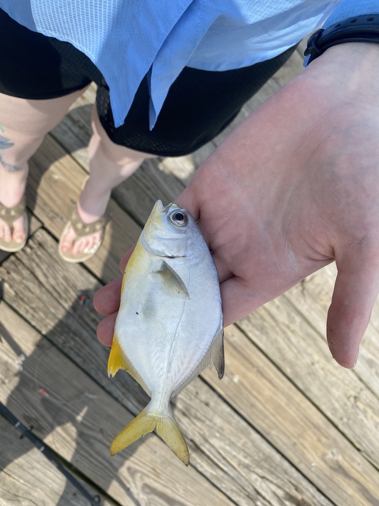 Florida Pompano from North Atlantic Ocean, SC, US on September 17, 2022 ...