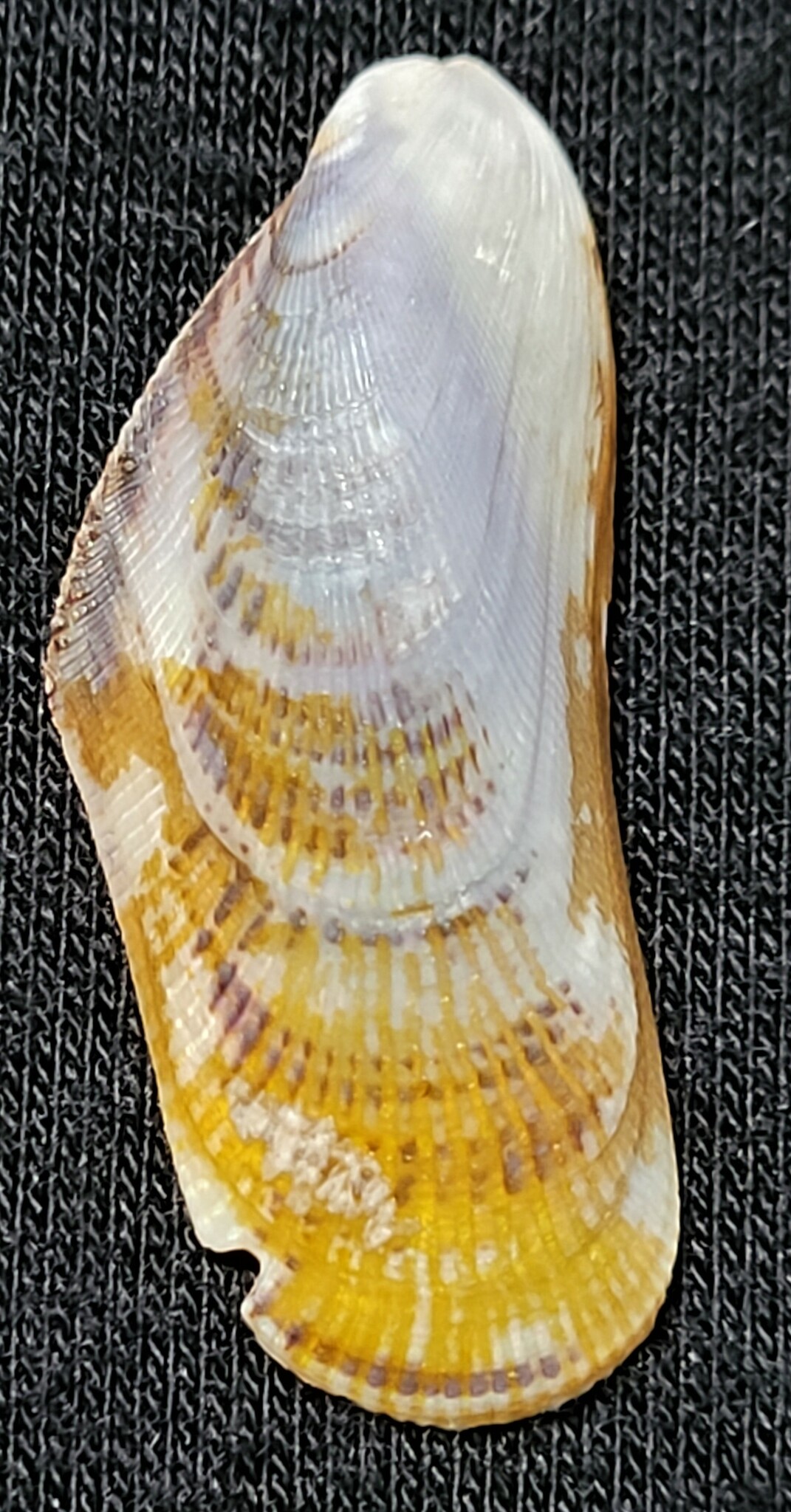 Brachidontes modiolus (Linnaeus, 1767)