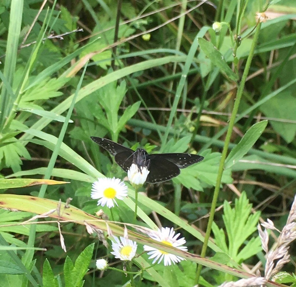 Common Sootywing from Civic Center Park, Rockville, MD, US on August 13 ...