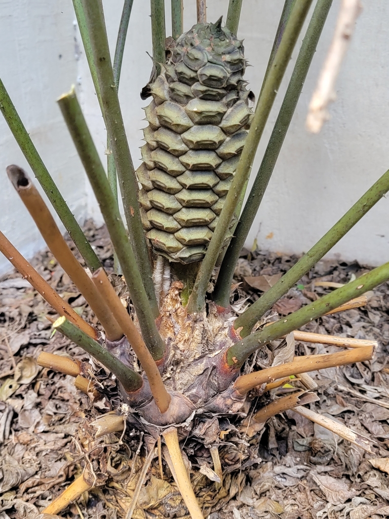 bamboo cycad in September 2022 by Joey Santore · iNaturalist