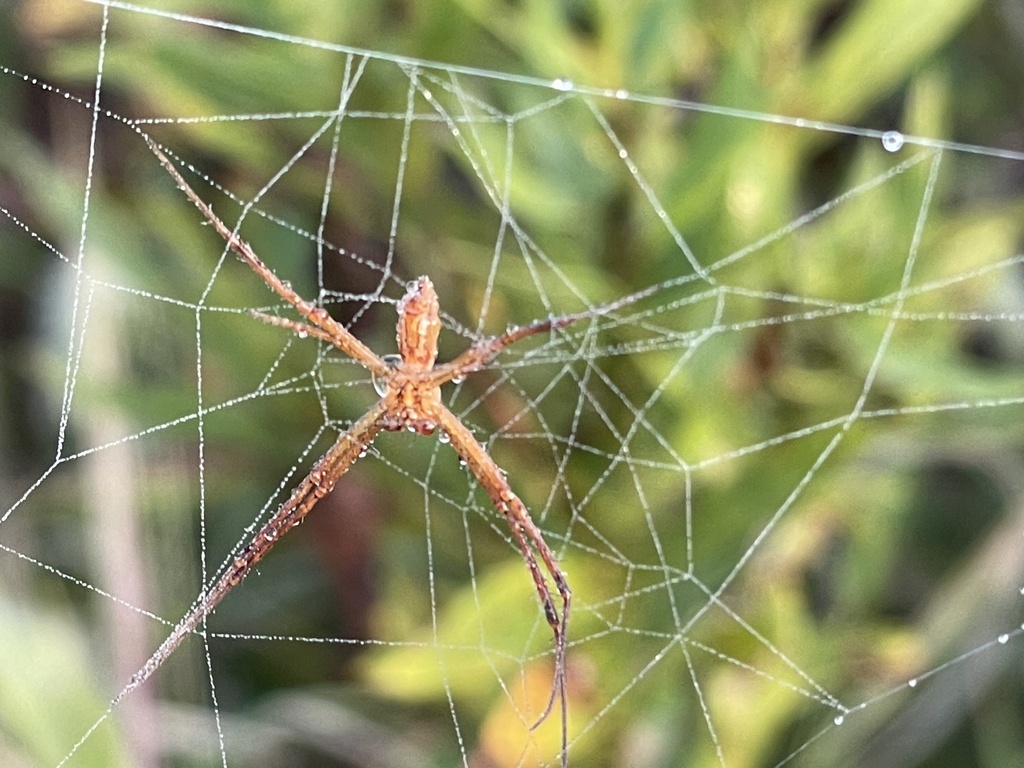 Banded Garden Spider from Fernald Preserve, Hamilton, OH, US on ...