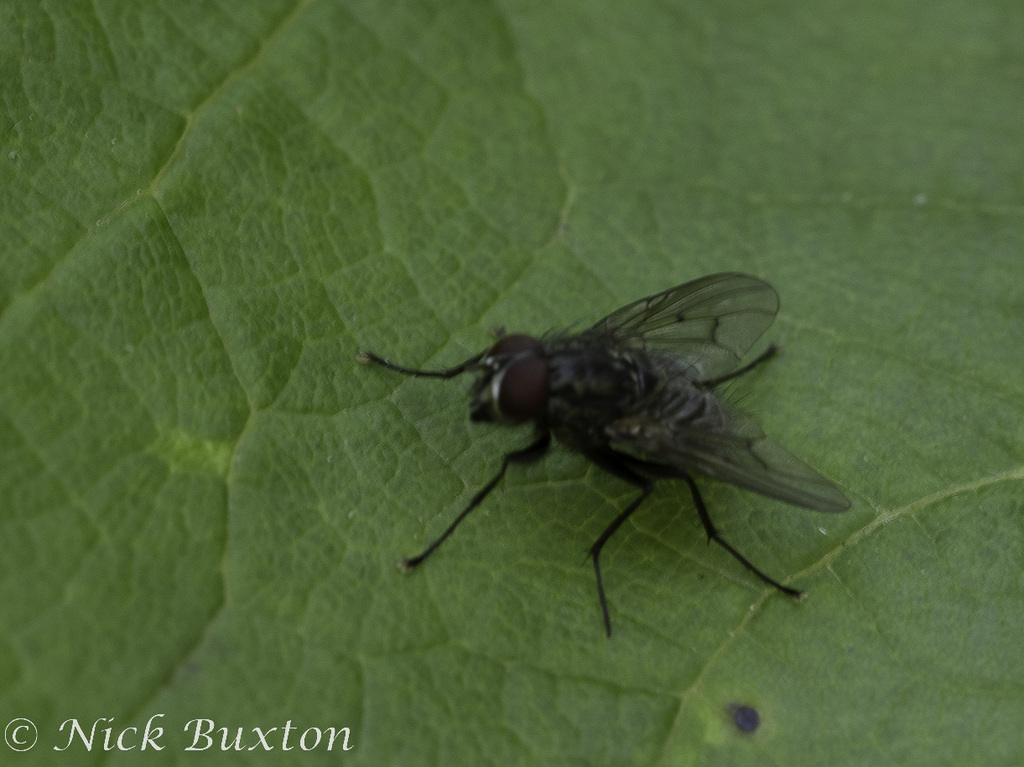 House Flies and Allies from Devon, UK on September 14, 2022 at 08:24 PM ...