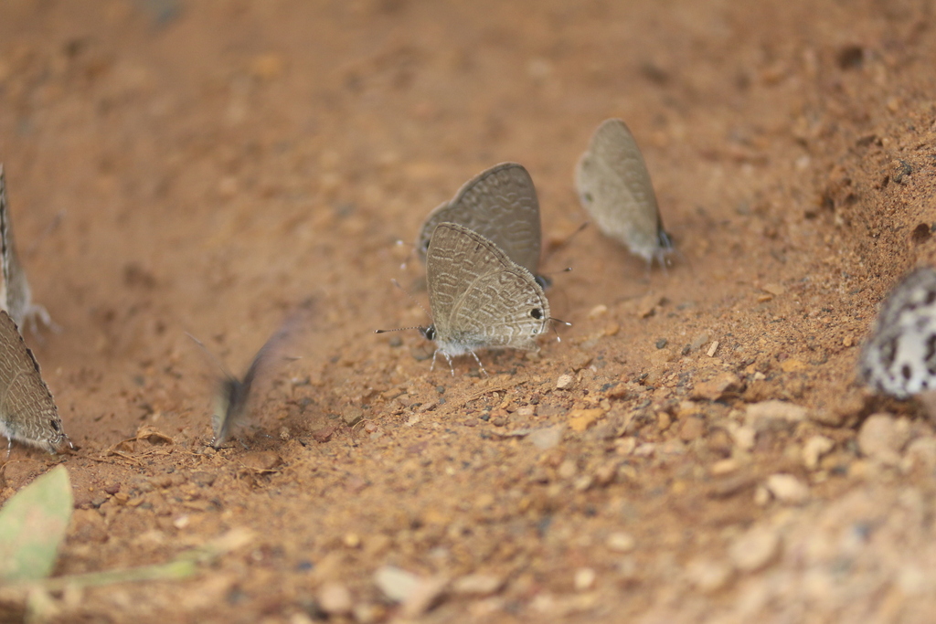 Common Line Blue from YSR District, Andhra Pradesh, India on September ...