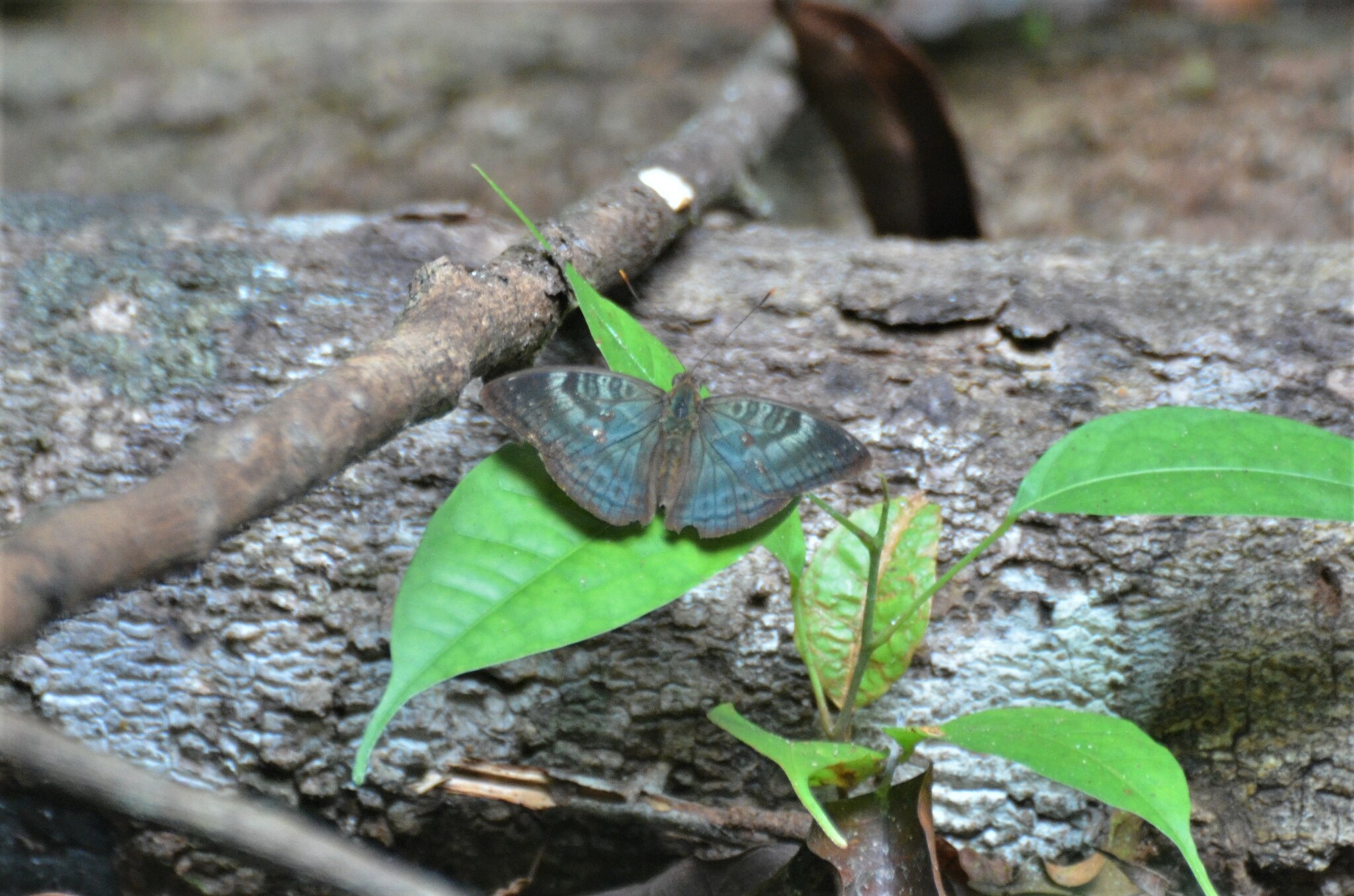 Euriphene Boisduval, 1847