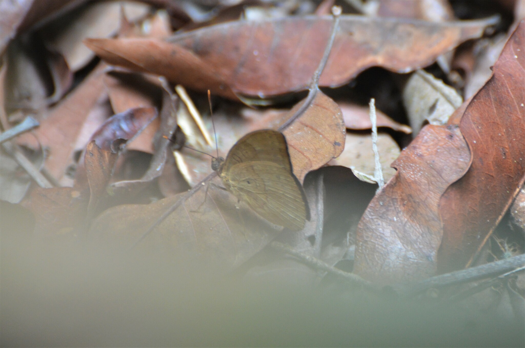 Euriphene Boisduval, 1847