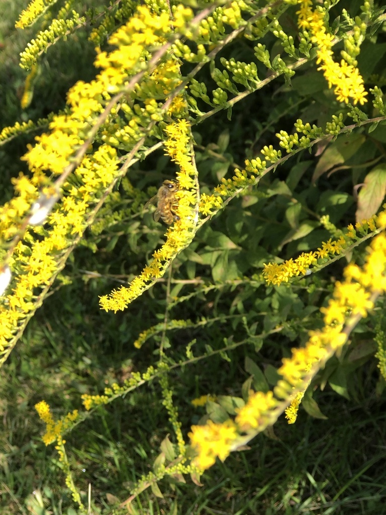 Western Honey Bee from Pilgrim Way, Brodheadsville, PA, US on September ...