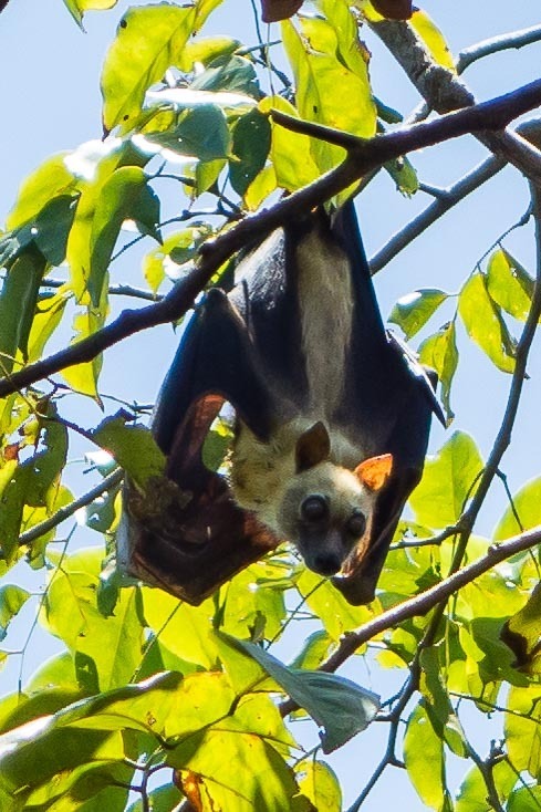 Sulawesi Fruit Bat in March 2016 by Dan Harville. Fruit bats, rural ...