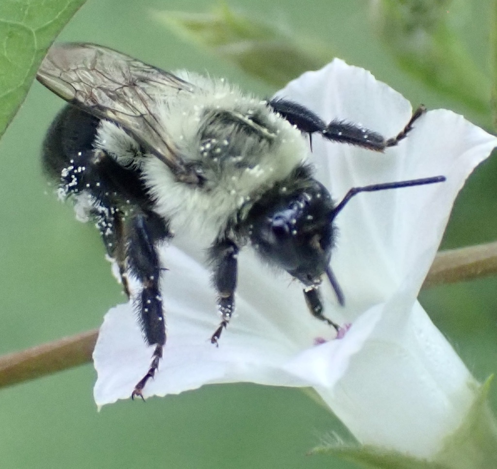 Common Eastern Bumble Bee from Crow Crossing Rd, Eupora, MS, US on ...