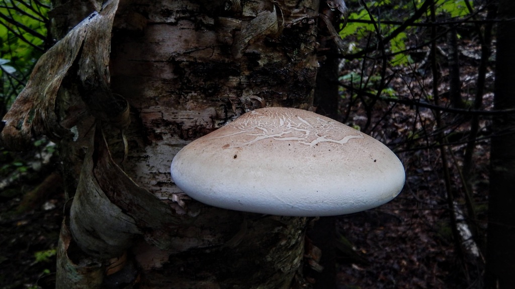 birch polypore from Tettegouche, Lake, Minnesota, United States on ...