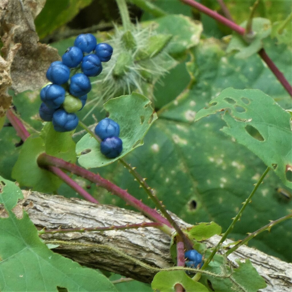 mile-a-minute weed from Capon Bridge, WV 26711, USA on September 17 ...