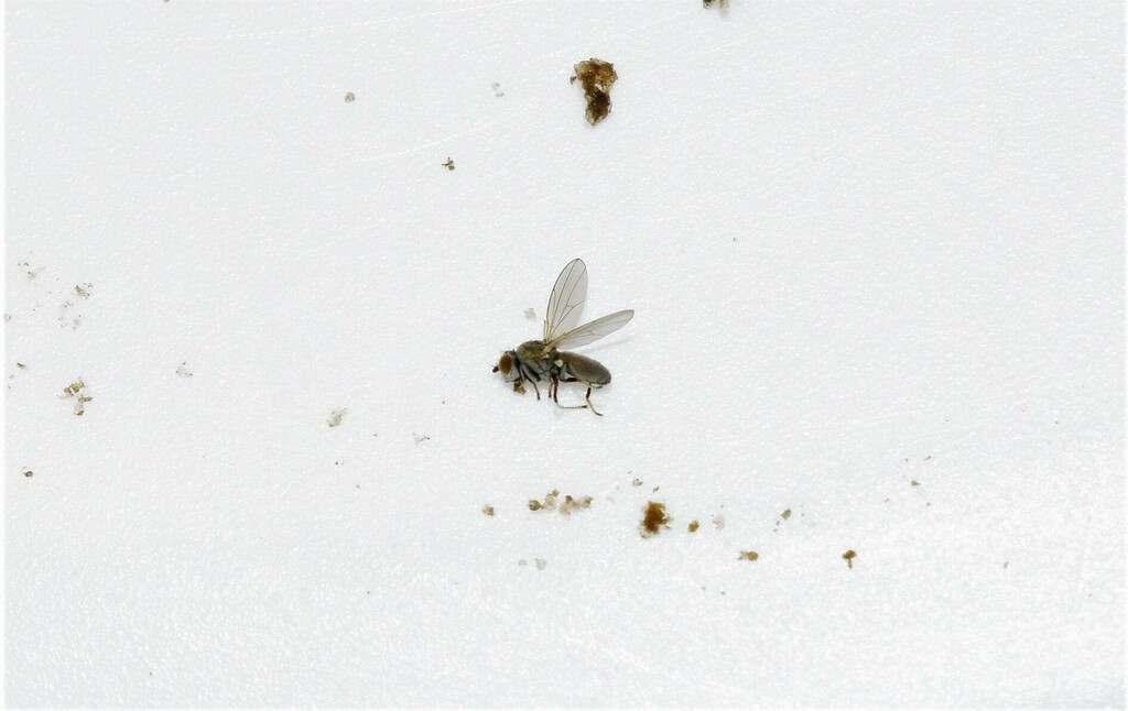 Shore Flies from North Aegean, Aegean, GR on September 15, 2022 at 07: ...