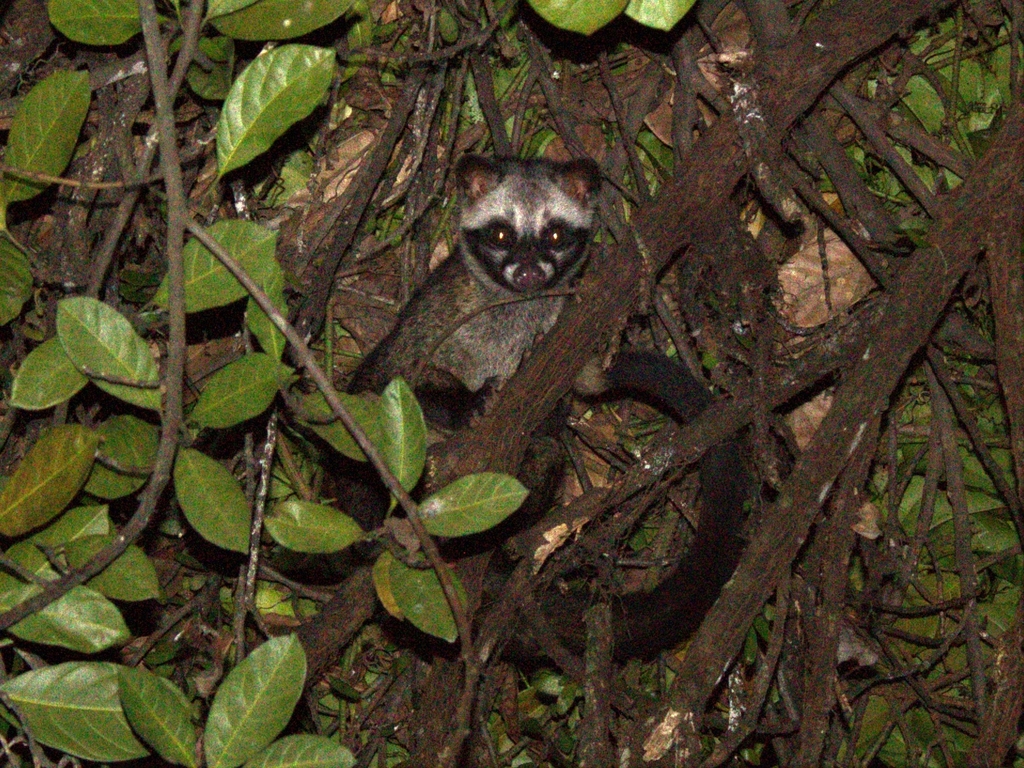 Musang (Mammals of IPB University) · iNaturalist