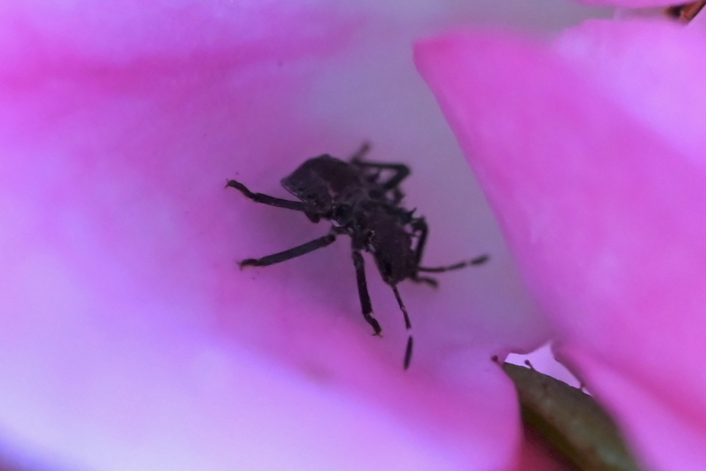 Brown Marmorated Stink Bug from Berliner Innenstadt, Berlin, Germany on ...