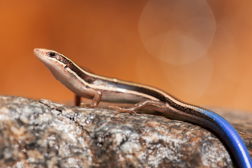 Western Skink (Purisima Creek Natural Preserve, CA) · iNaturalist