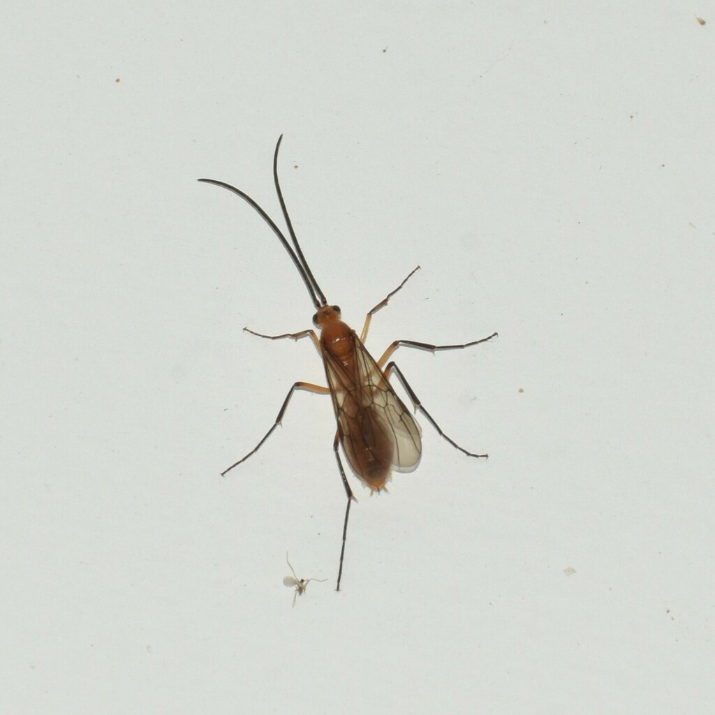 Typical Ponerine Ants from Cherthala on September 17, 2022 at 11:43 PM ...