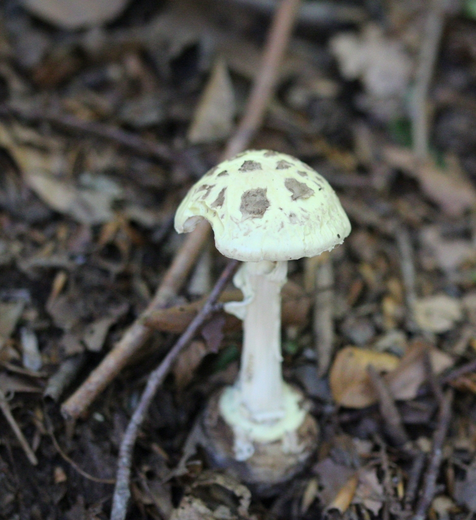 False Death-cap from Valcolla, Lugano, Svizzera on September 17, 2022 ...