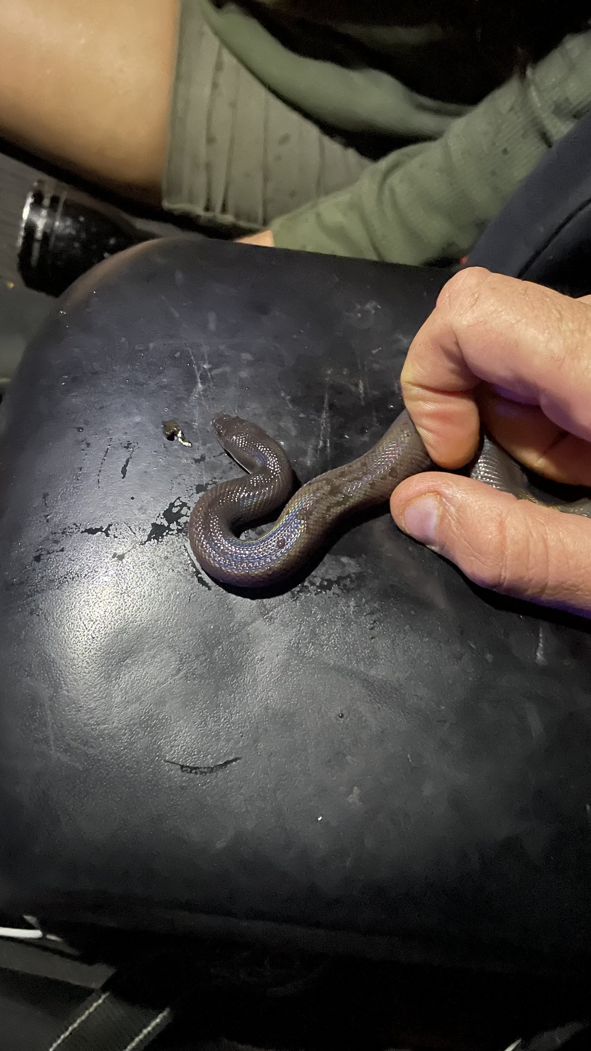 Loxocemus bicolor Cope, 1861