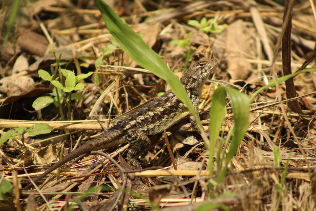 White-bellied Rough Lizard from Bosque Los Colomos, Guadalajara, JAL ...